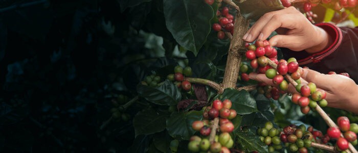 Portfolio | Eastern Peak